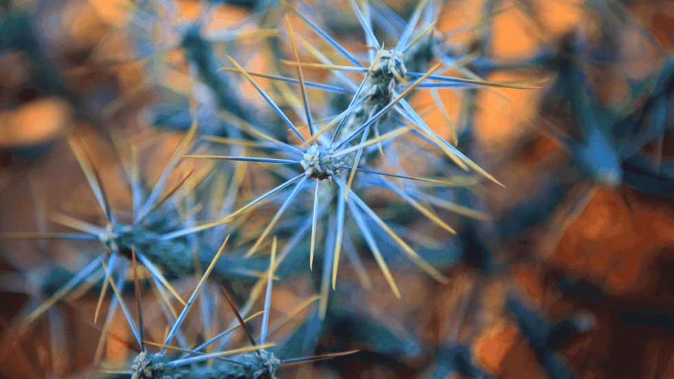 Zoom Backgrounds - Mountains, Desert + More - Cactus Collective ...
