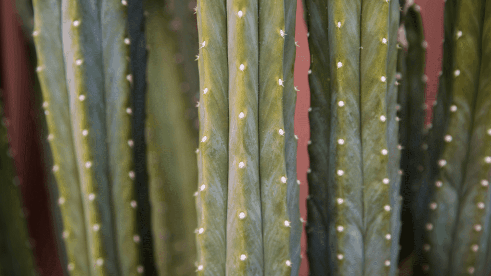 Zoom Backgrounds - Mountains, Desert + More - Cactus Collective ...